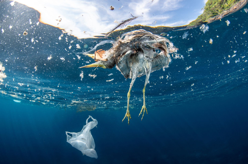 WWF: risolvere l’inquinamento da plastica si può - GSA Igiene Urbana